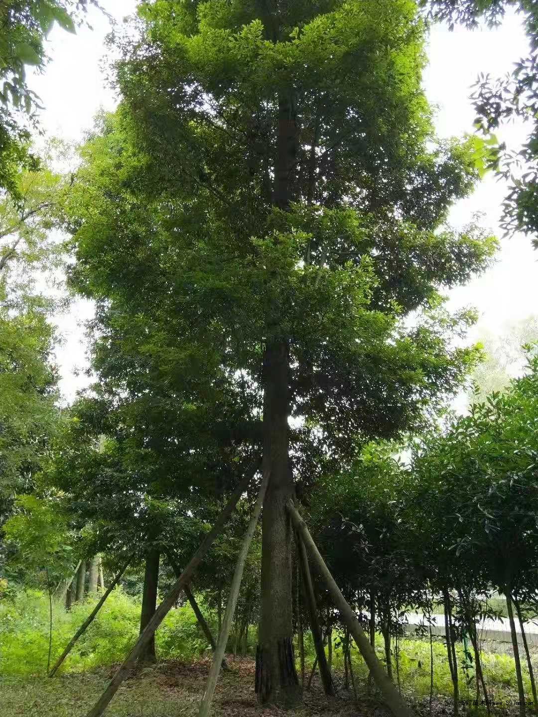 桢楠木价值椅楠木价值第3页大山谷图库
